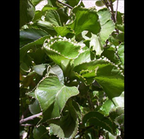 Dubai Shrubs Plants - Landscaping | Agricultural Group LLC